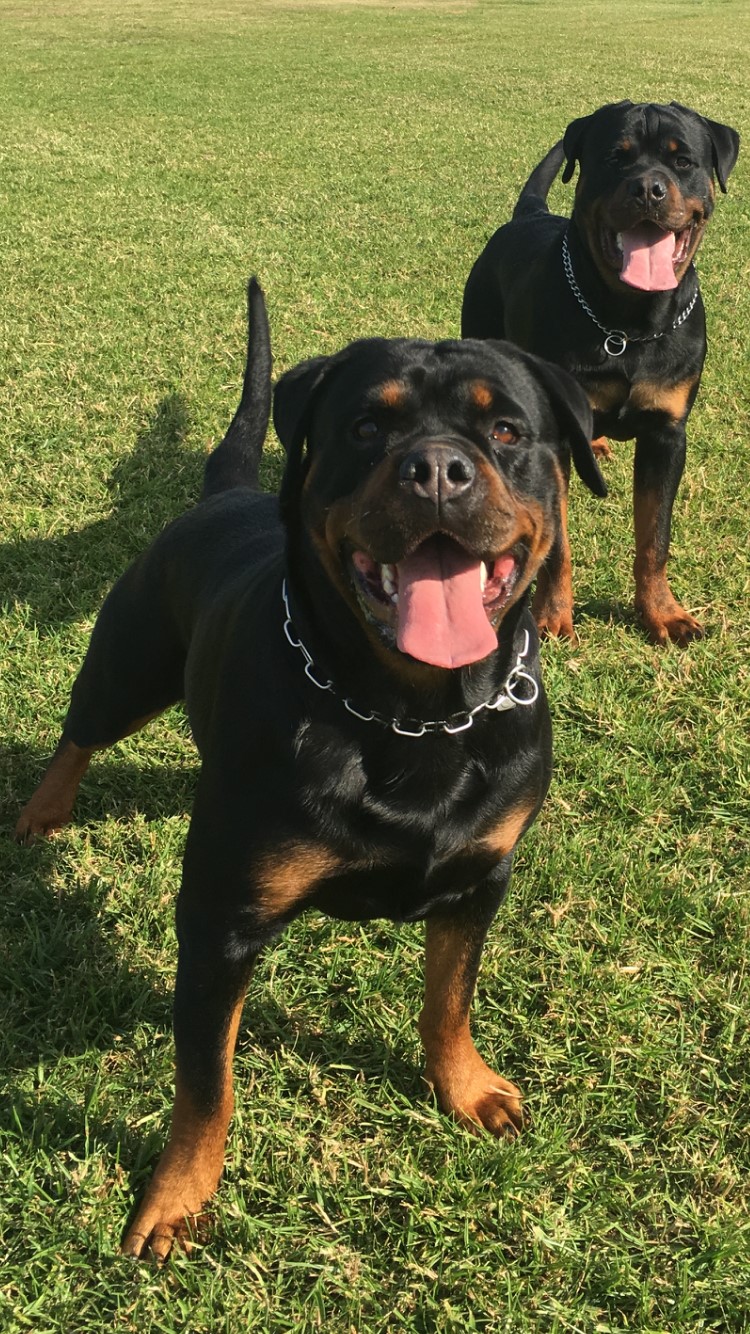 Thinking of breeding? - The Home of the NSW Rottweiler club